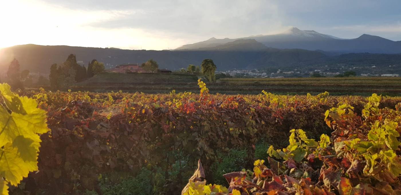L’identità dell’Etna fra versanti e contrade, vigne e cantine lungo la ...